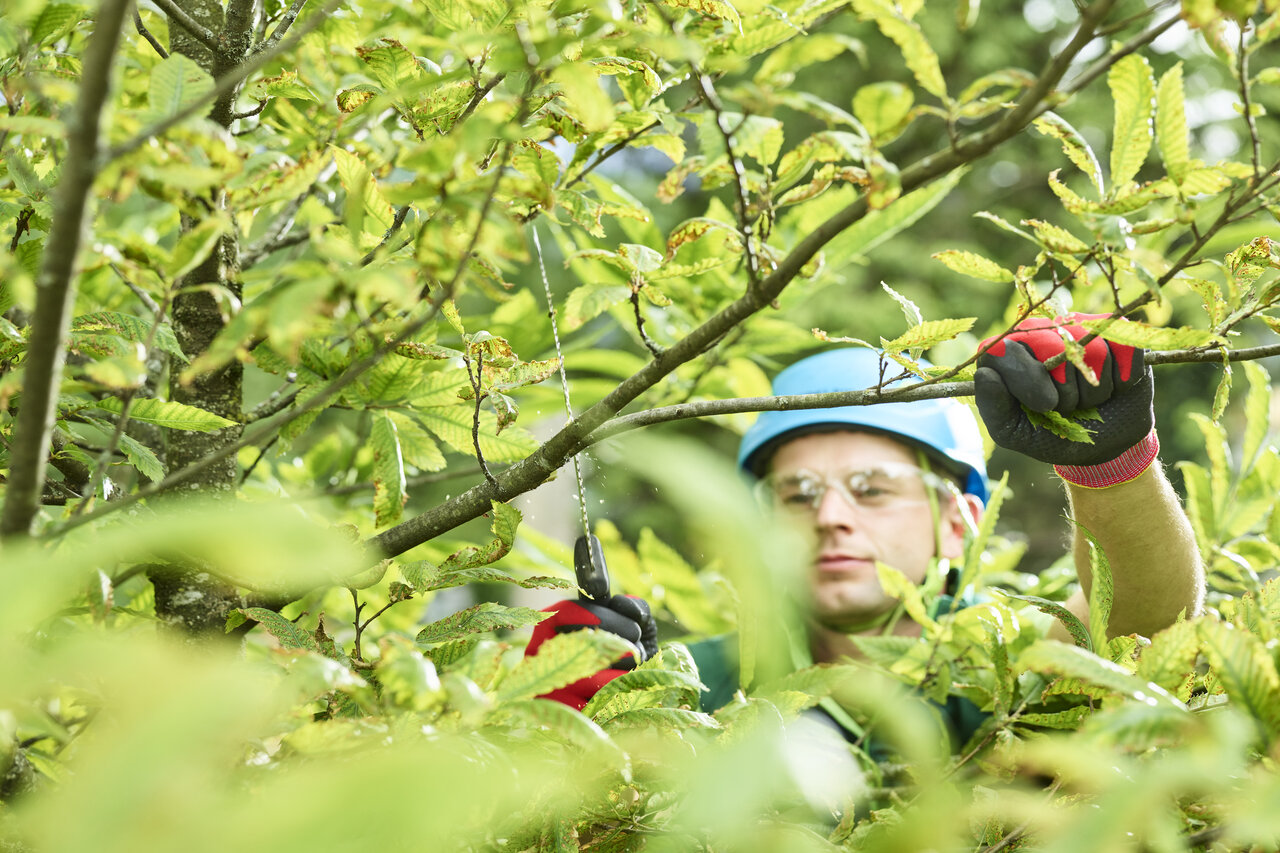 Enhancing Landscape's Appeal with Tree Pruning Techniques