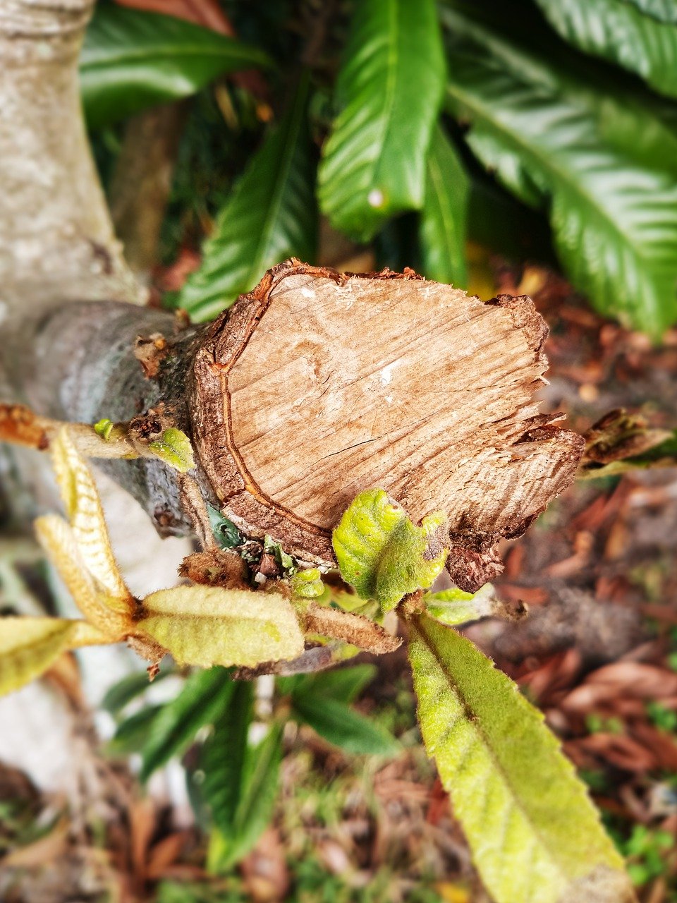 Tree Removal Services in Birmingham, AL - Tree Services